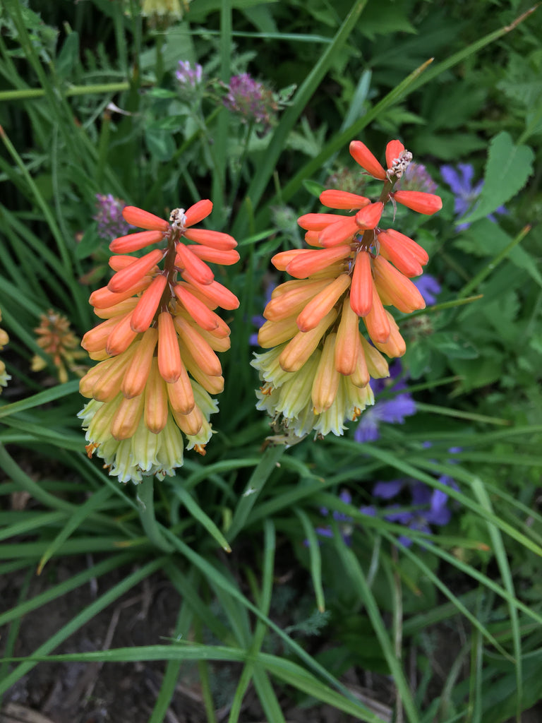 JERSEY DEVIL OIL SAMPLE 1ml. – The Oil Well Scent Co.